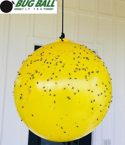 Gnat Ball Kits – Bug Ball